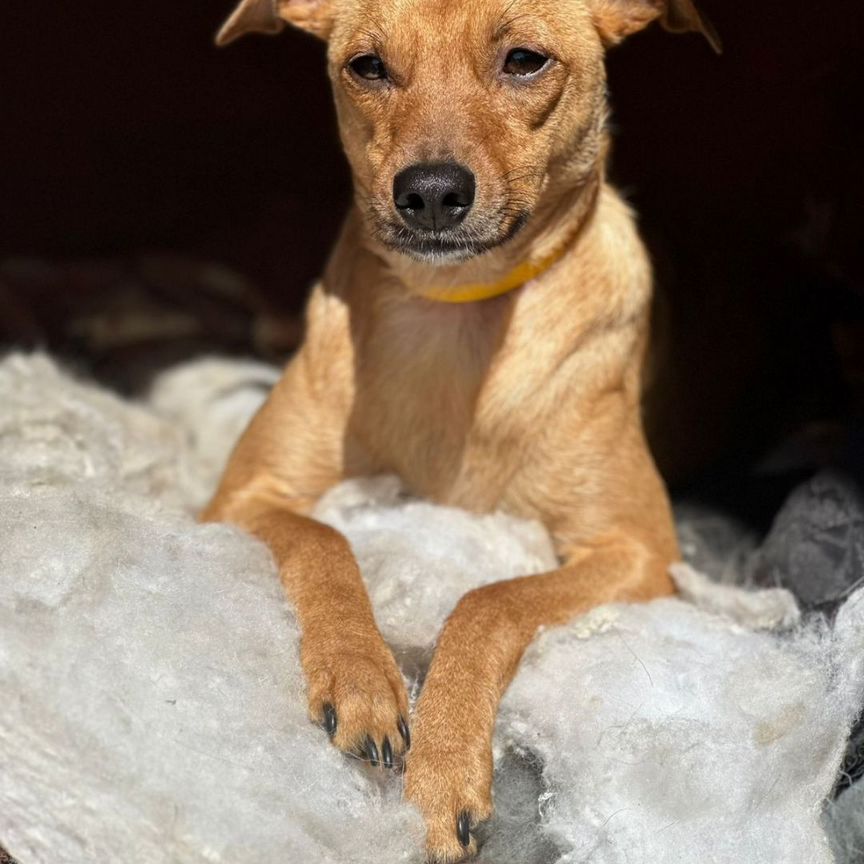 Взрослая собака в добрые руки