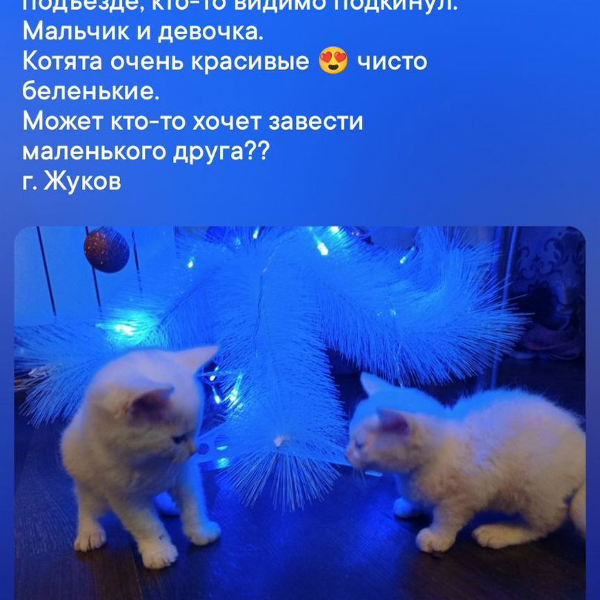 Котята в добрые руки