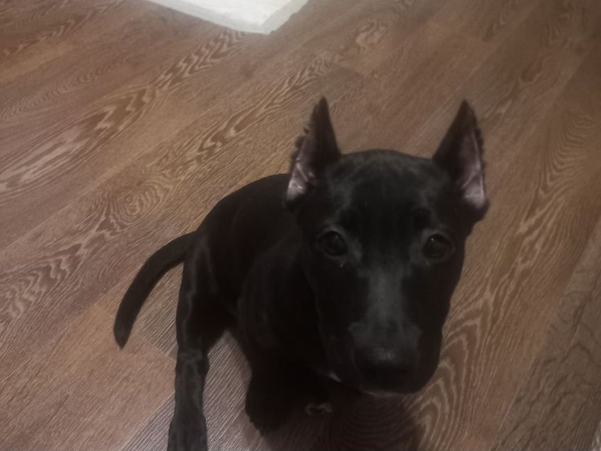 Щенок помесь булли и стаффа