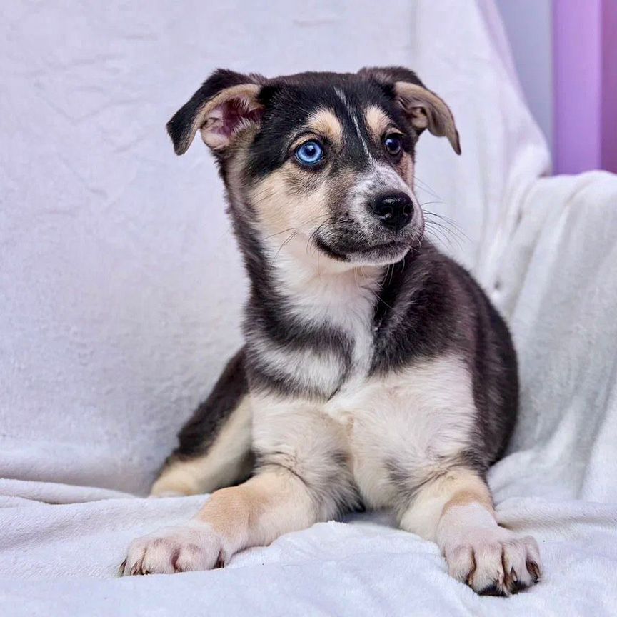 Голубоглазые щенки