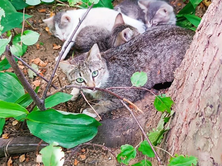 Котята во дворе дома Малышева