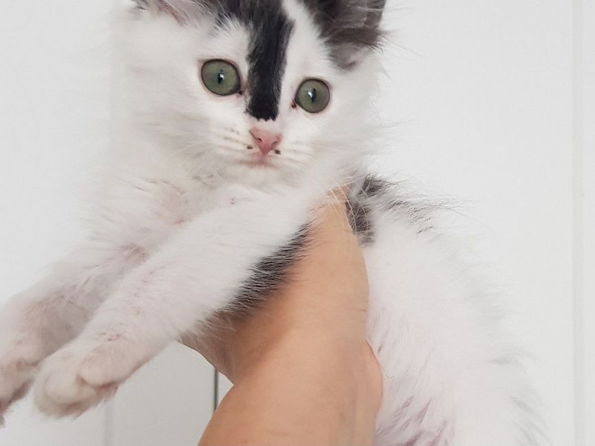 Котенок девочка ищет домик