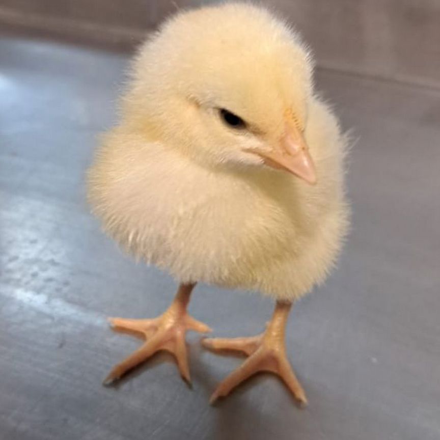 Суточные бройлеры