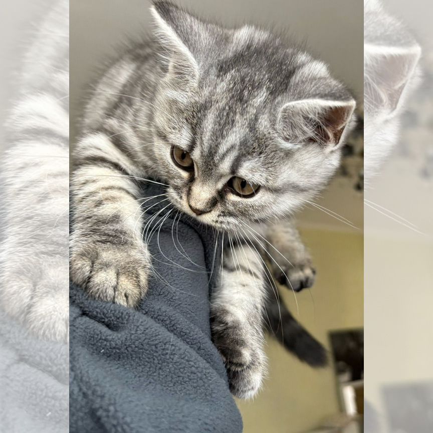 Шотландская скоттишь страйт девочка