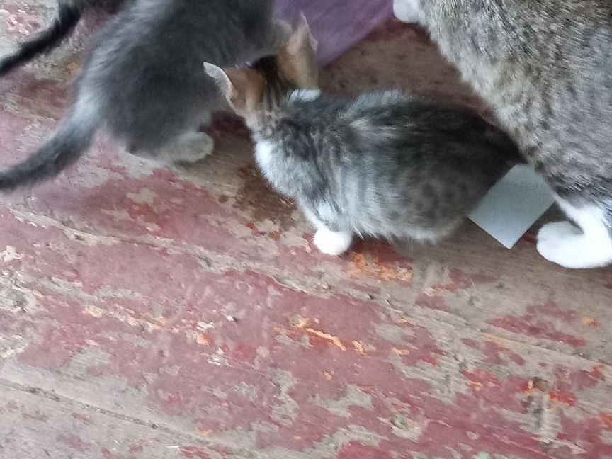 Котята в добрые руки