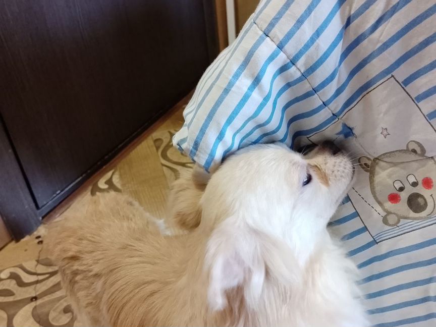 Чихуашечки в дар