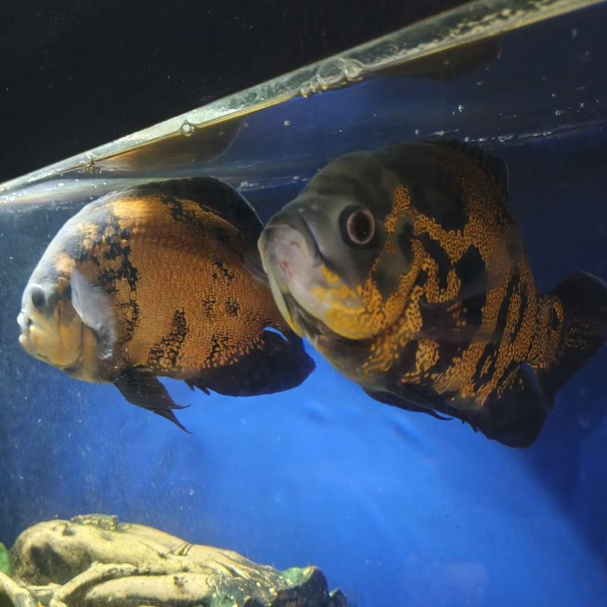 Аквариумные рыбки,астронотусы