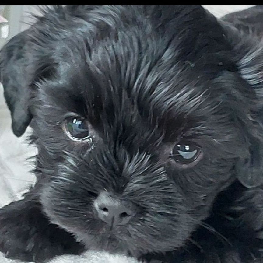 Щенки черного йорка