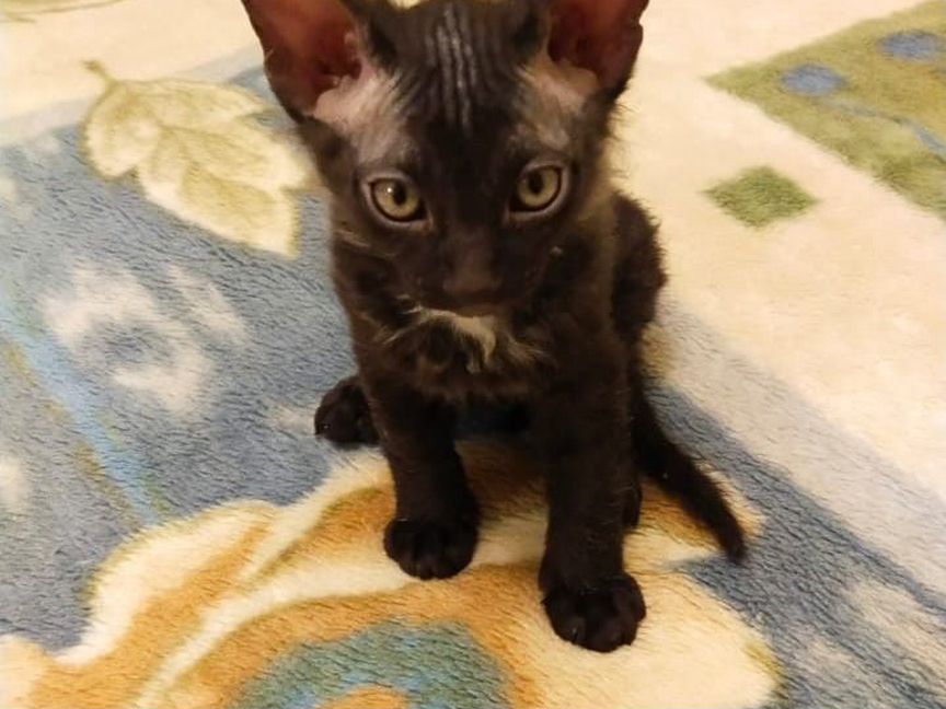 Донской сфинкс браш котята