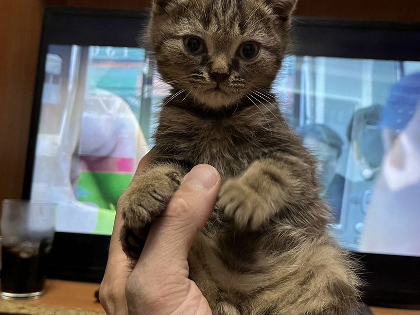 Котенок табби