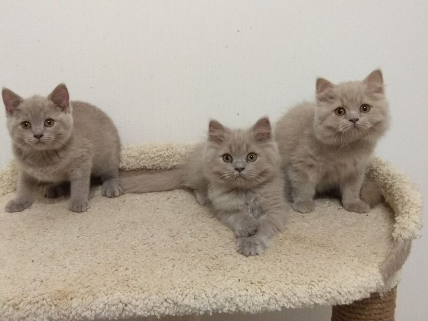 Британские котята