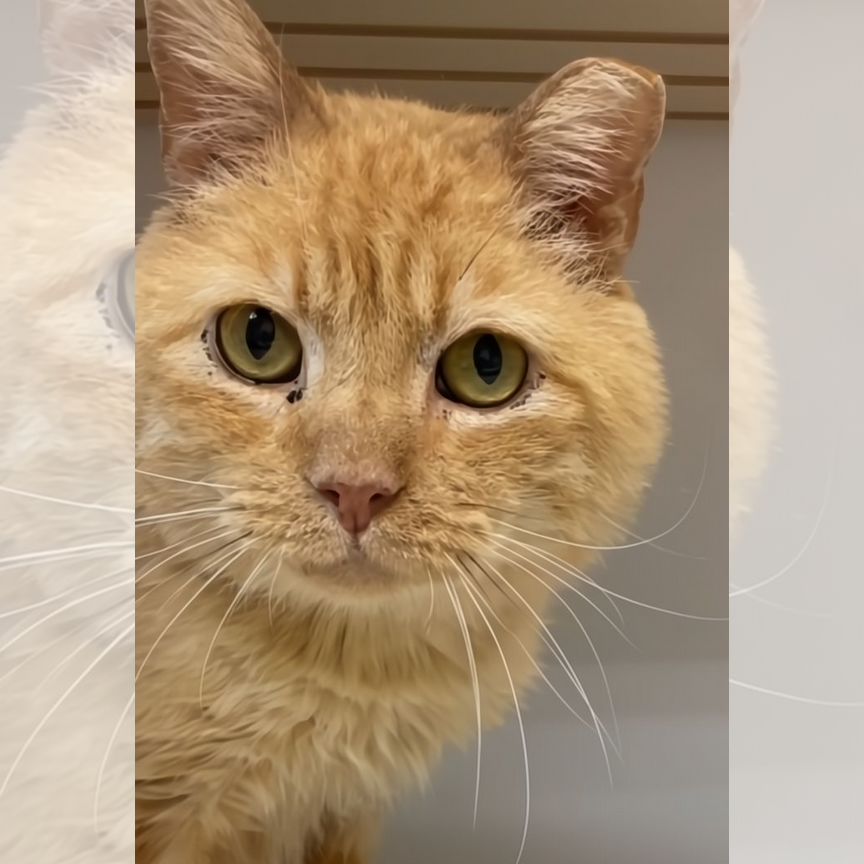 Взрослый кот в добрые руки