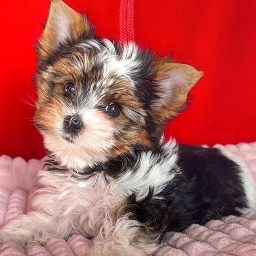 Бивер-йоркширский терьер, щенок