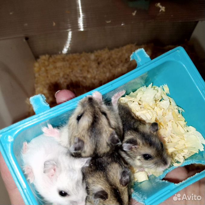 Продаю хомячков джунгарских