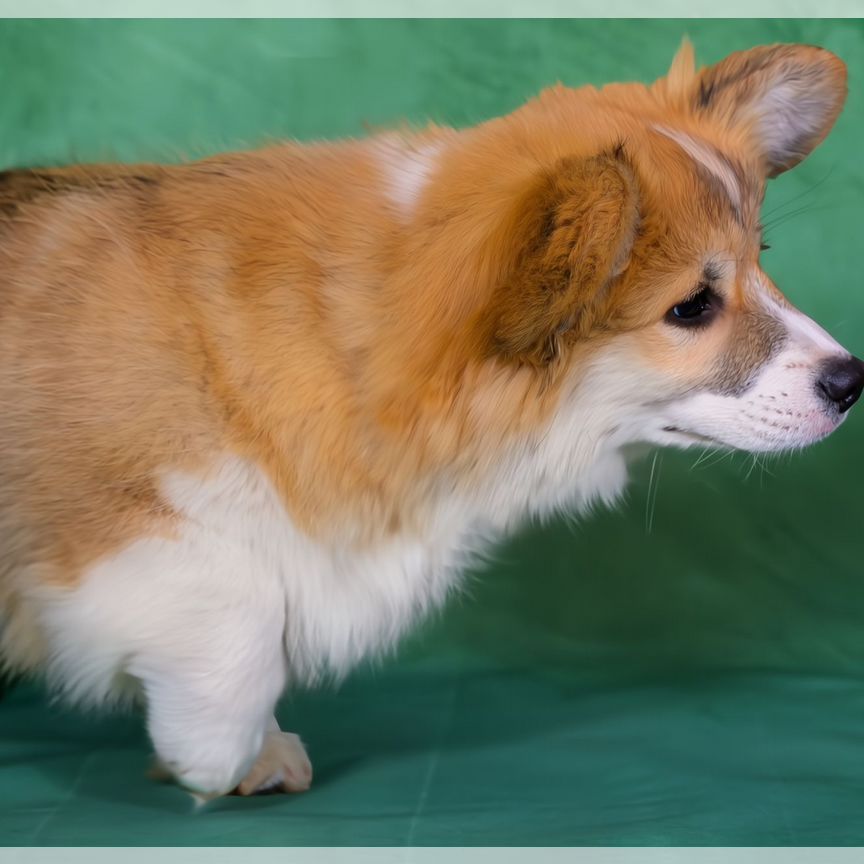 Вельш Корги Пемброк, щенок