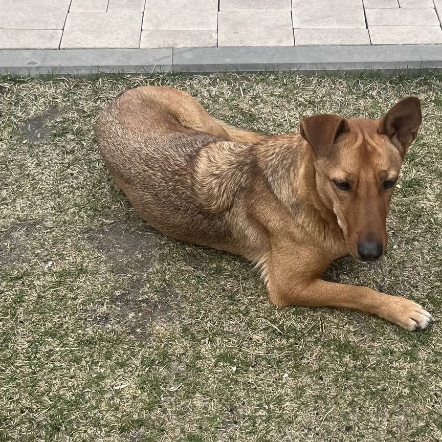 Взрослый пёс в добрые руки