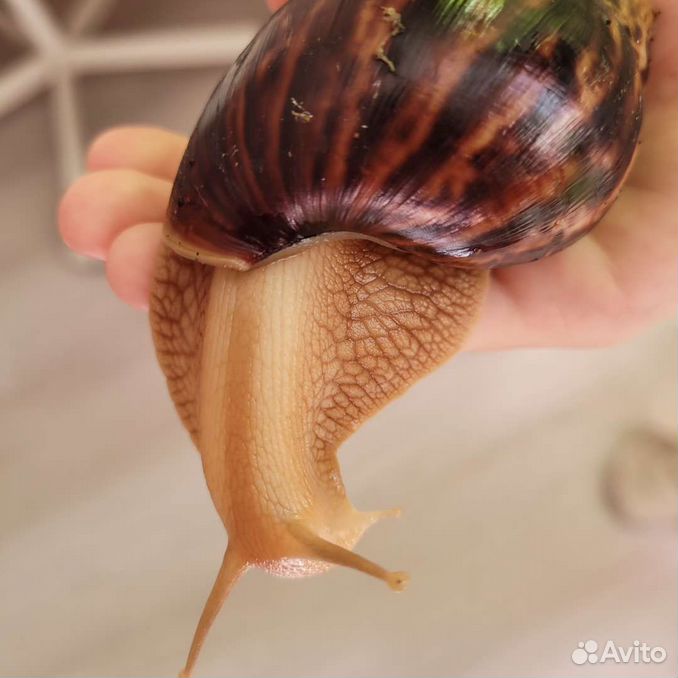 Улитки ахатины подростки