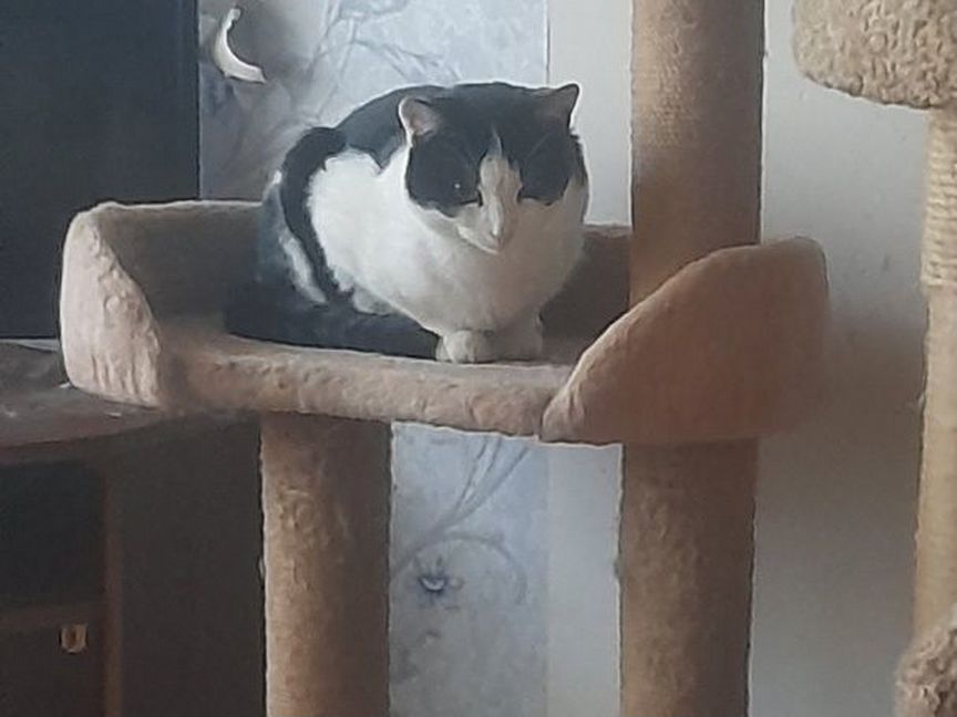 Кот в хорошие руки