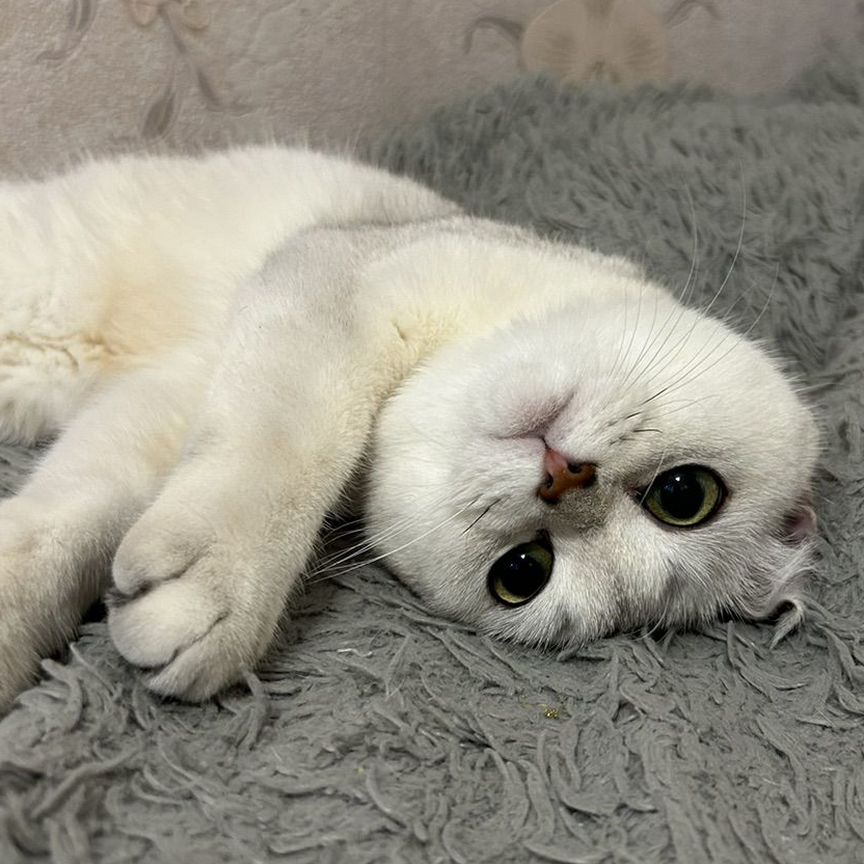 Вязка британских кошек