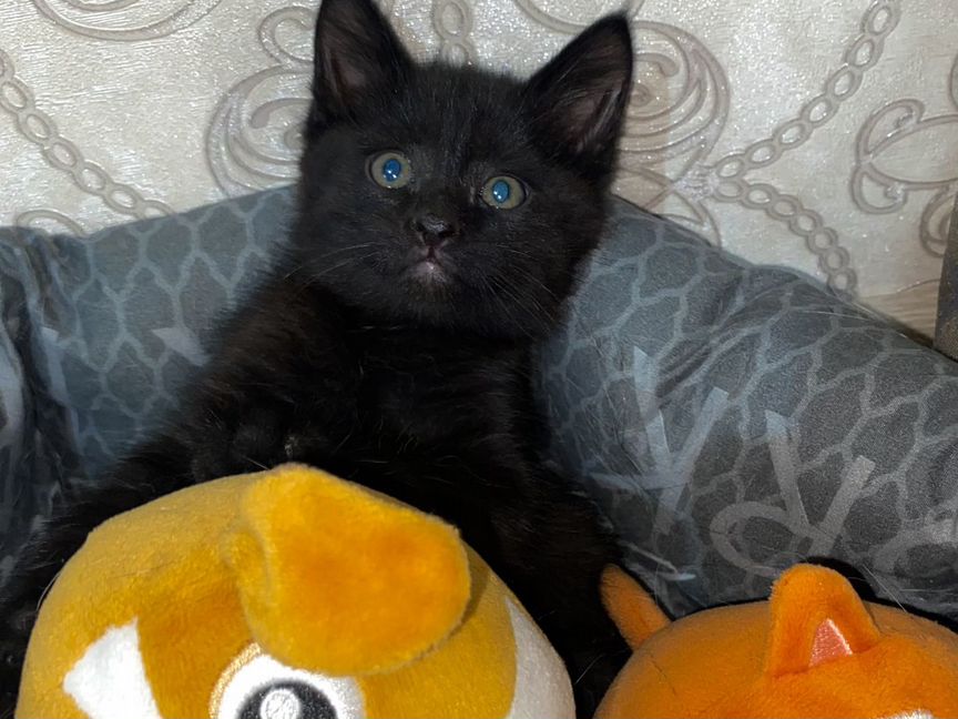Котёнок добряк в добрые руки