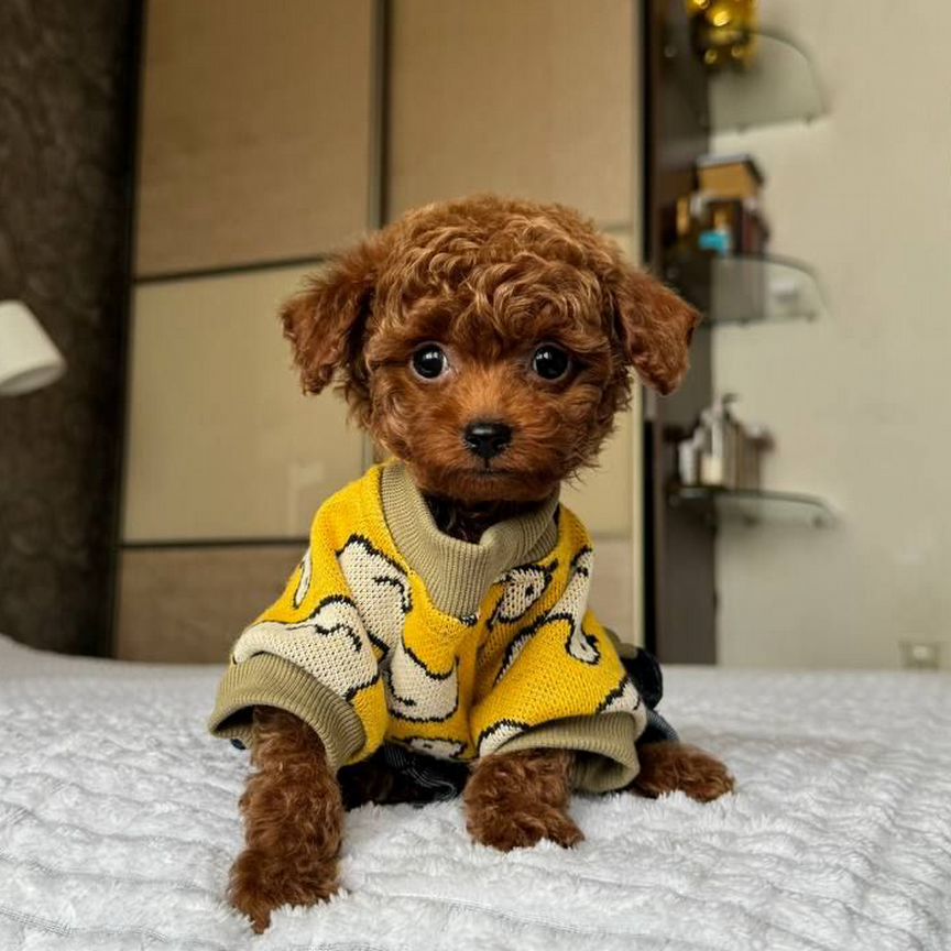 Той-пудель, щенок