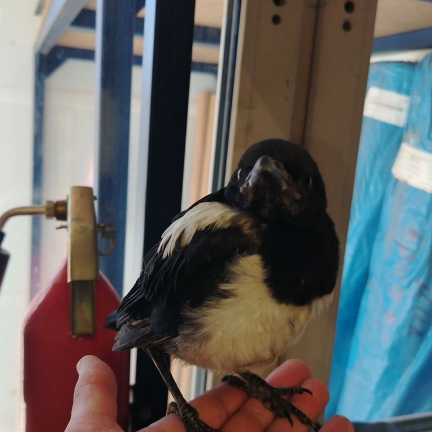 Птенец сороки