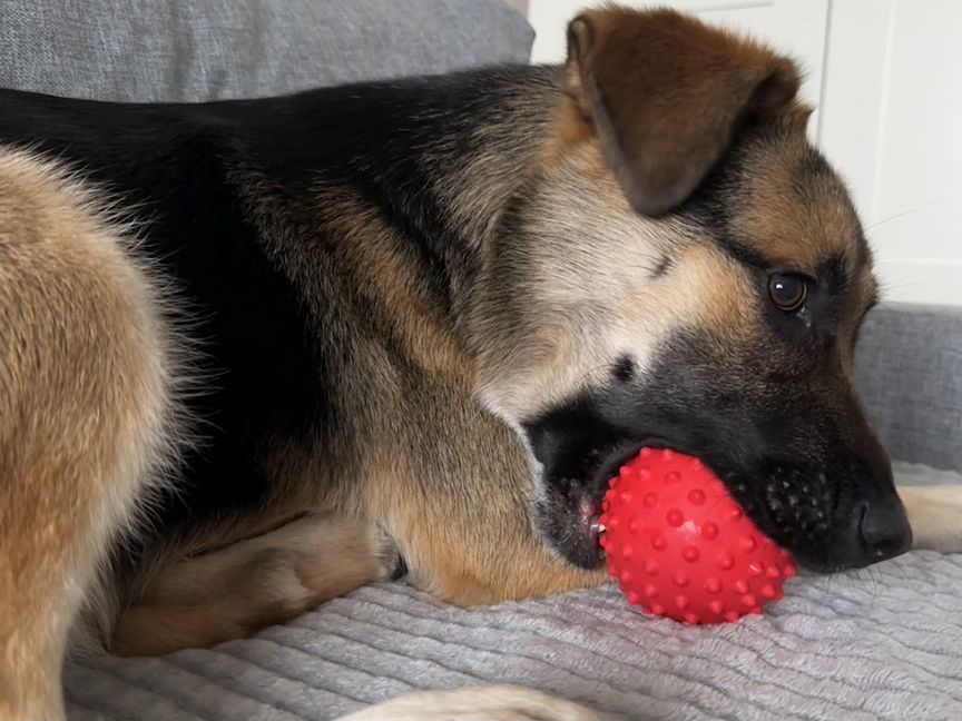 Немецка овчарка Дора 8 месяцев