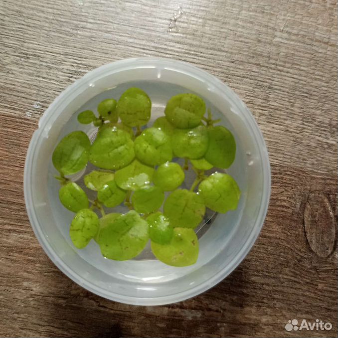Предзаказ аквариумные растения лимнобиум и ряска