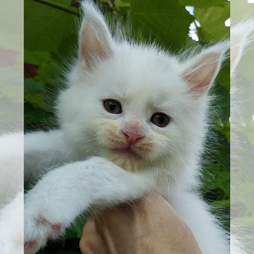 Мейн-кун котёнок