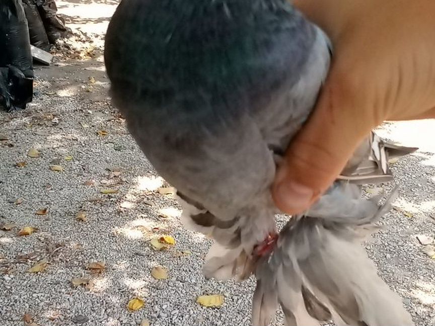 Продам голубя узбека вольерный не гонялся самец