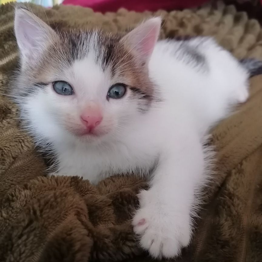 Отдам котенка в добрые руки