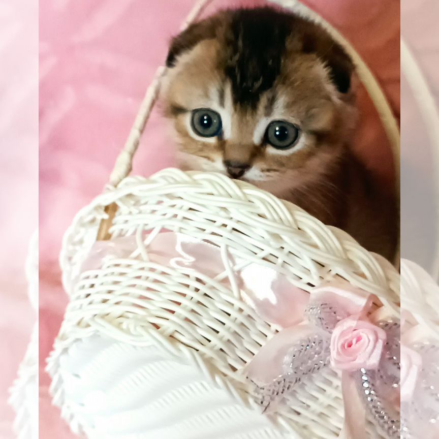 Шотландский вислоухий короткошёрстный котёнок