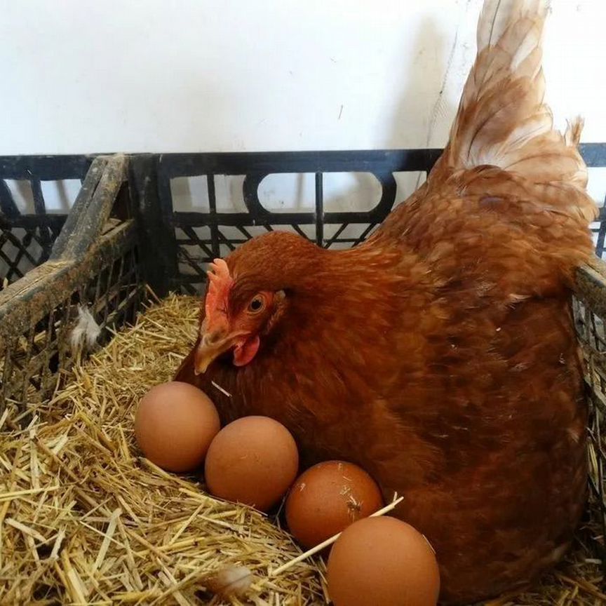 Инкубационное яйцо