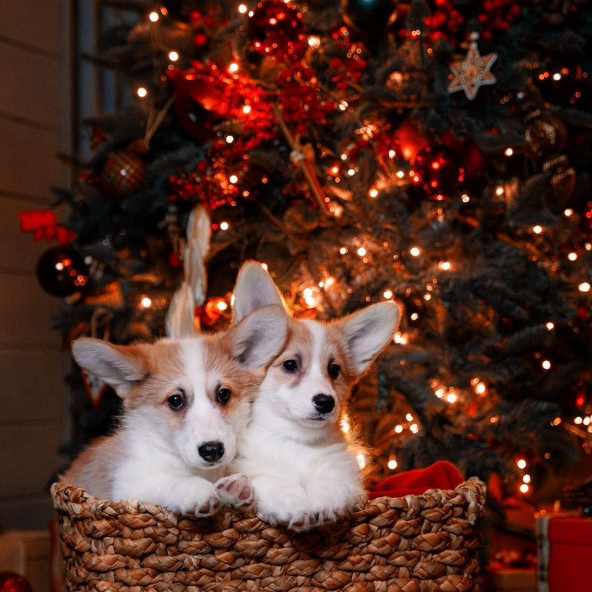 Вельш-корги пемброк девочка щенок