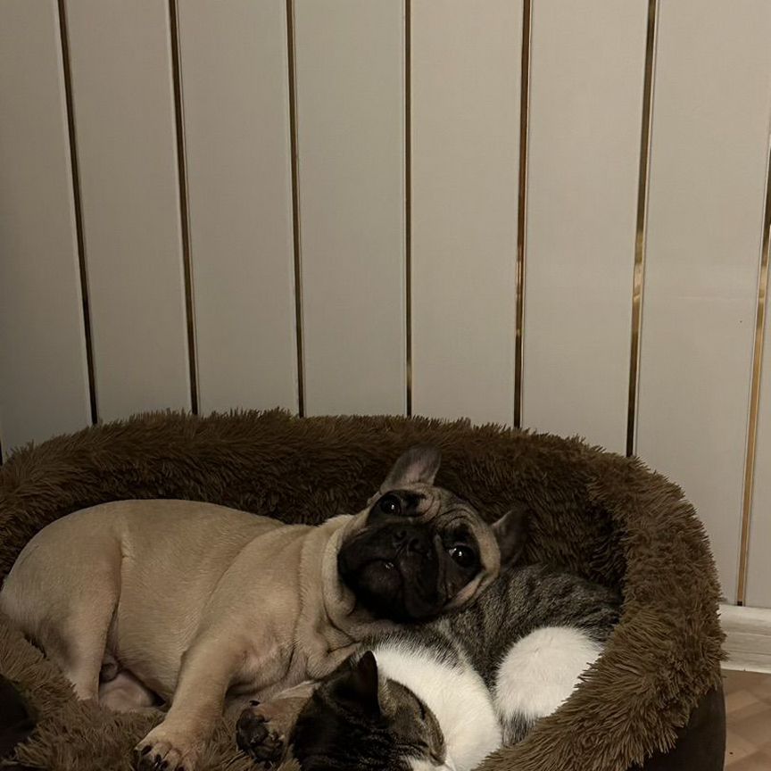 Французский бульдог