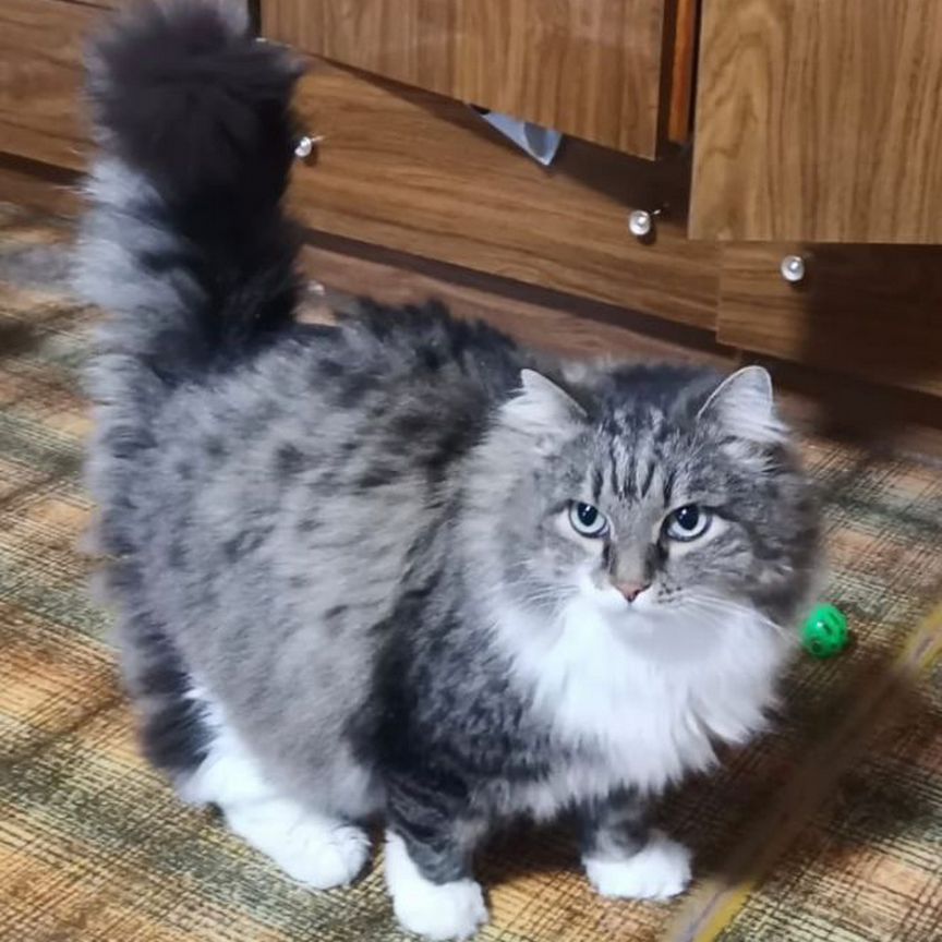 Отдам котика в добрые руки