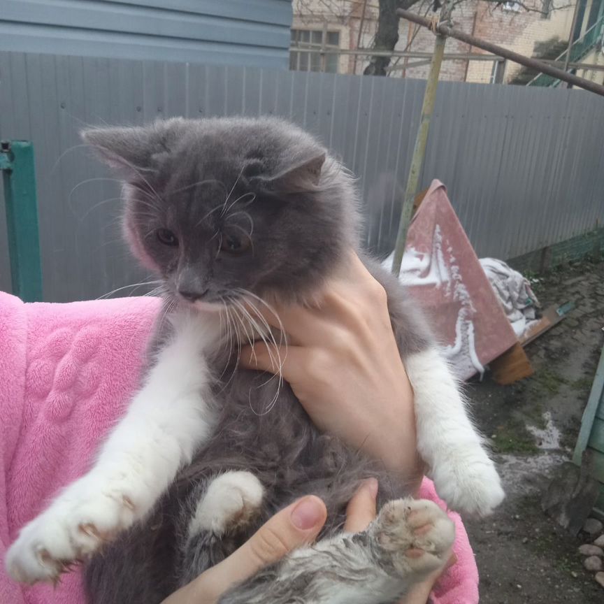 Ищет хозяина