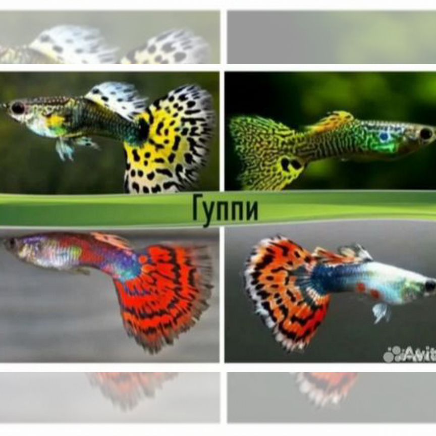 Гуппи аквариумные рыбки в ассортименте магазина