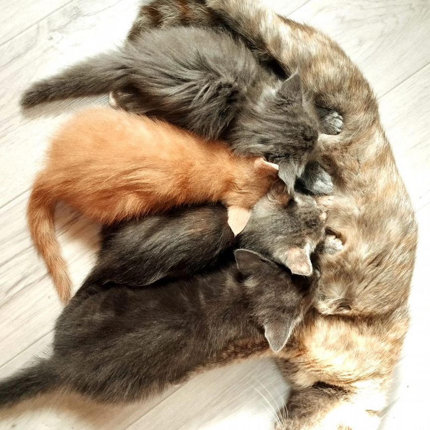 Котята в добрые руки