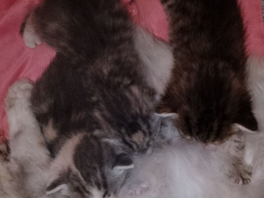Котята