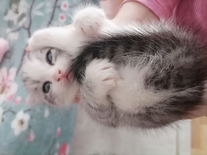 Кошечка хулиганка
