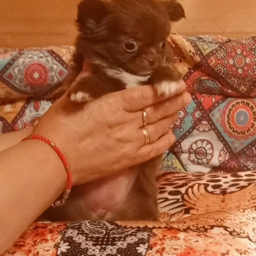 Птичка-невеличка