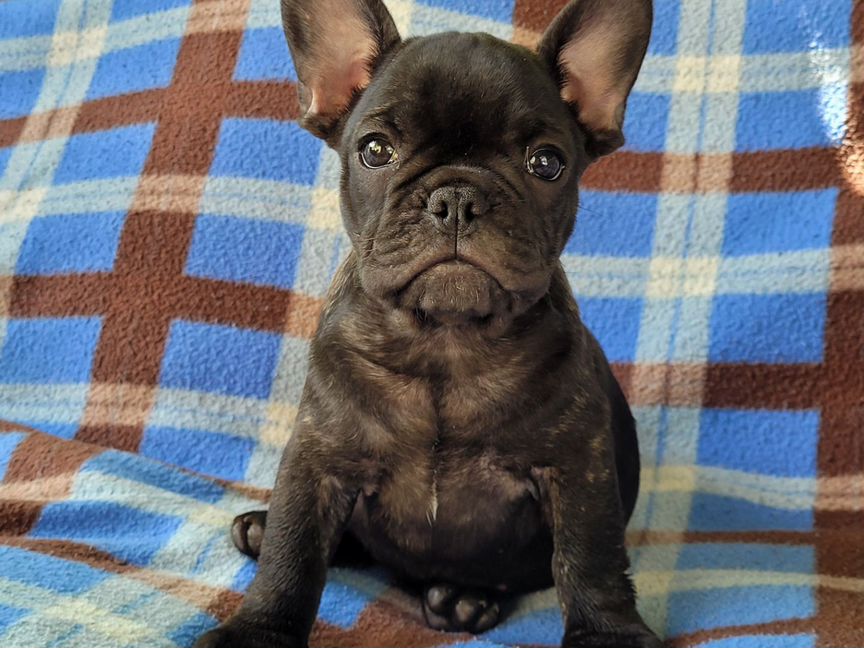 Девочки булочки