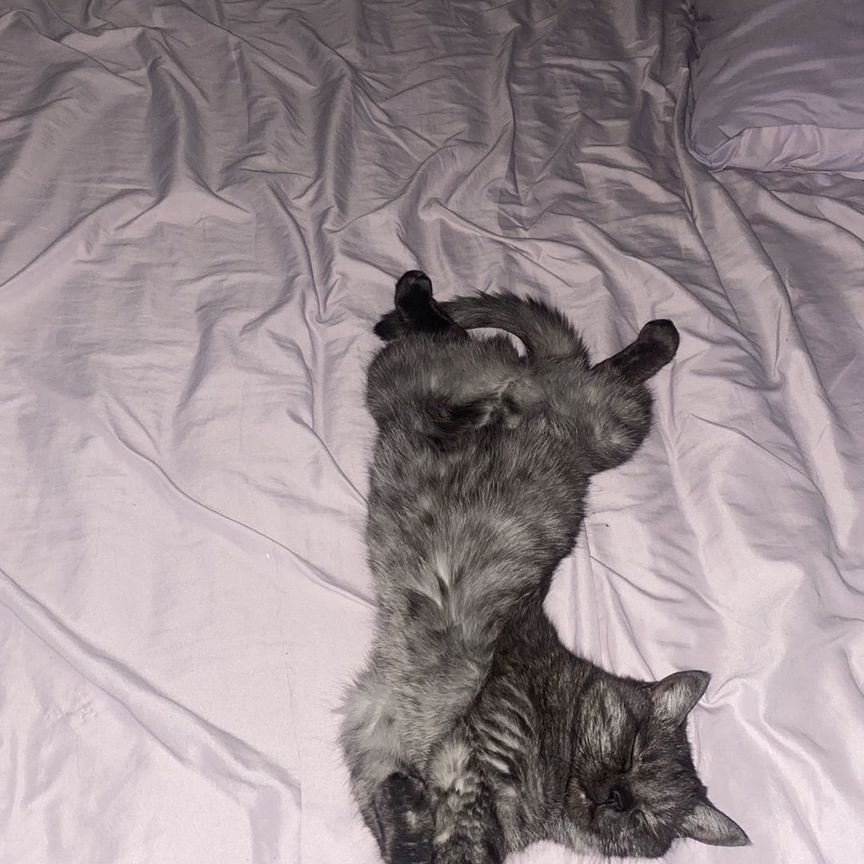 Кошка
