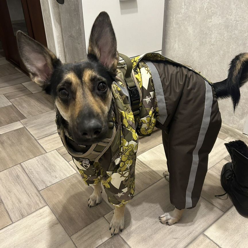 Комбинезон для собаки