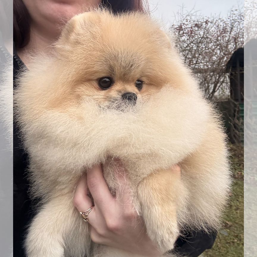 Померанский шпиц, щенок