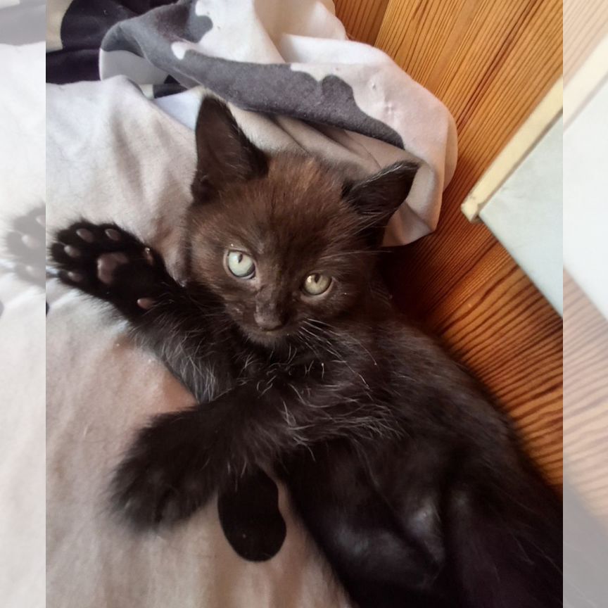 Котёнок от частного владельца