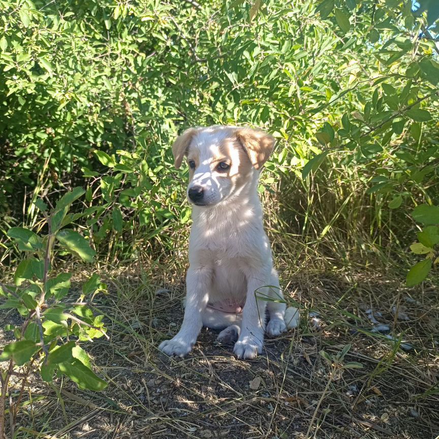 Собаки в добрые руки,будут мелкие, можно в кв