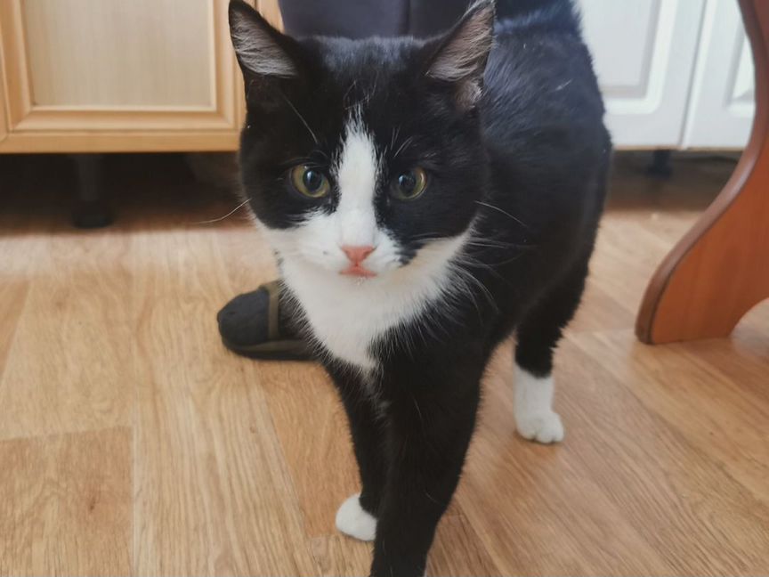 Отдам кошечку В добрые руки