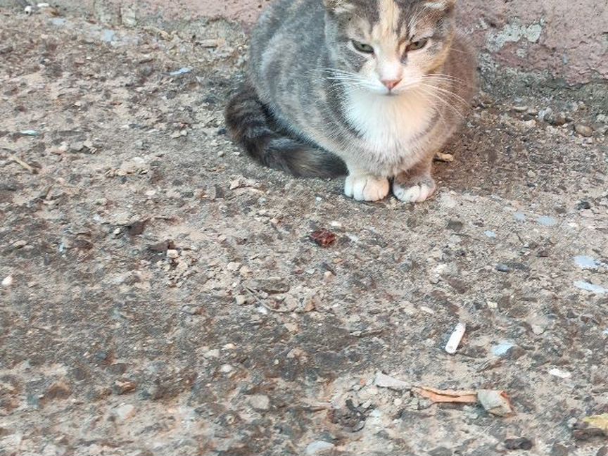 Приносящая удачу кошка ищет дом